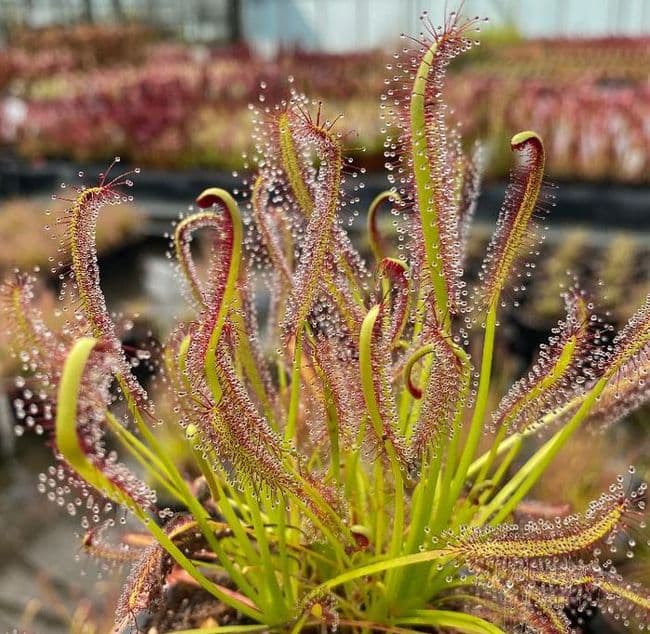 Drosera capensis sundew Narrow leaf form sundew