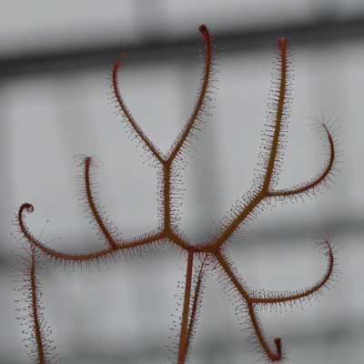 Drosera binata var. multifida sundew