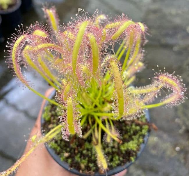 Drosera capensis alba sundew