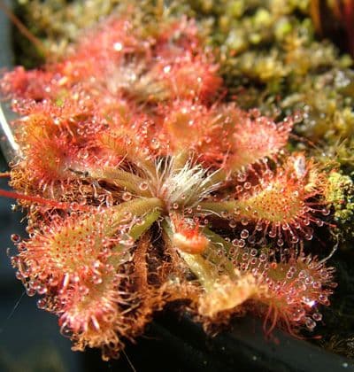 Drosera spatulata sundew