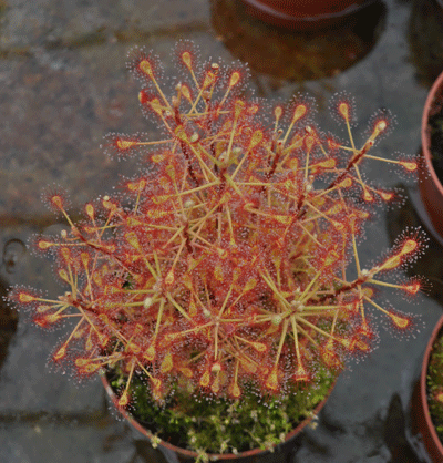 Drosera madagasgariensis sundew