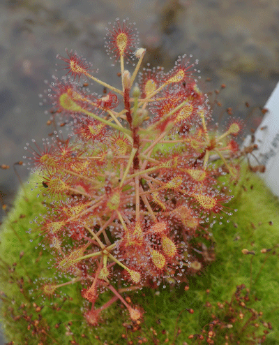 Drosera madagasgariensis sundew