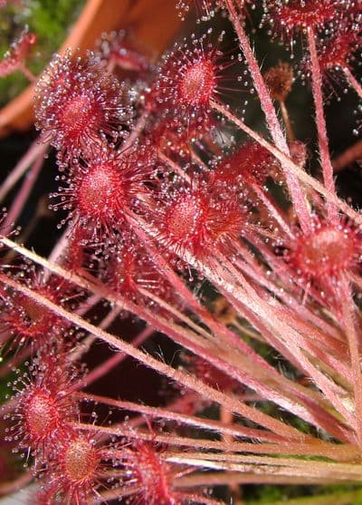 Drosera paradoxa sundew