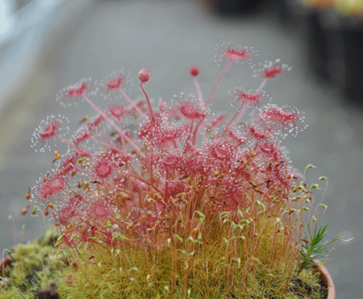 Drosera paradoxa sundew