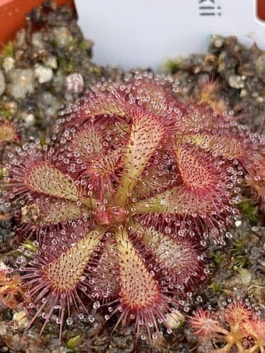 Drosera Sundews | Hampshire Carnivorous Plants