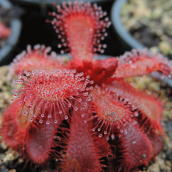 Drosera slackii sundew