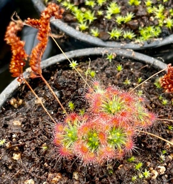 DS027 Drosera micrantha