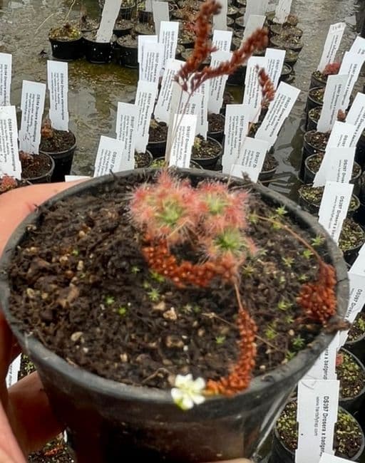 DS027 Drosera micrantha
