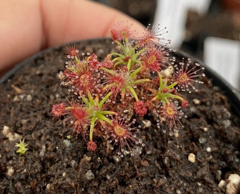 DS028 Drosera Verrucata Fish Track Rd