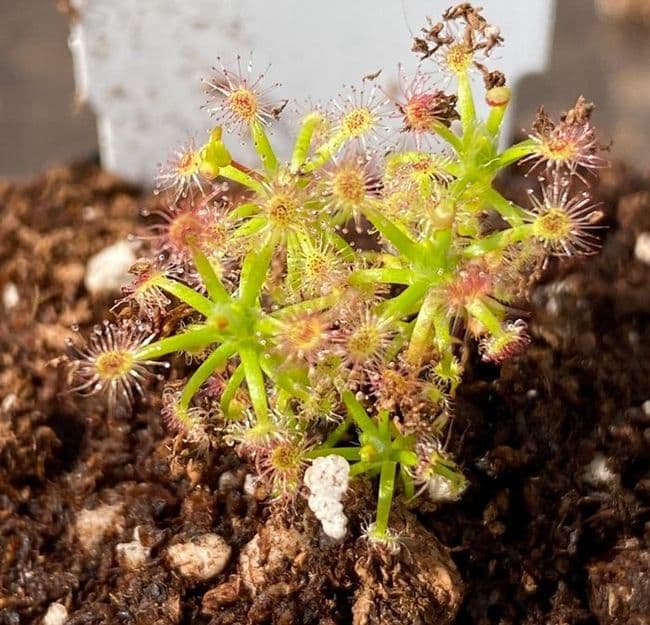 DS029 Drosera enodes