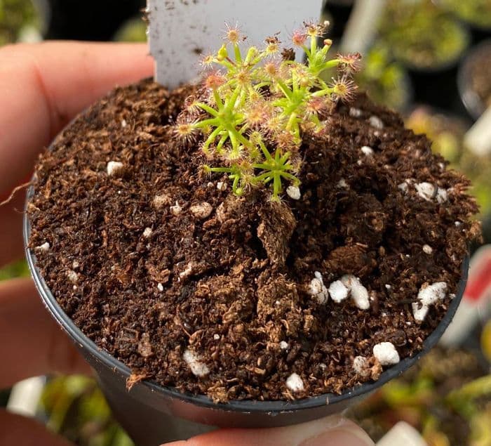 DS029 Drosera enodes