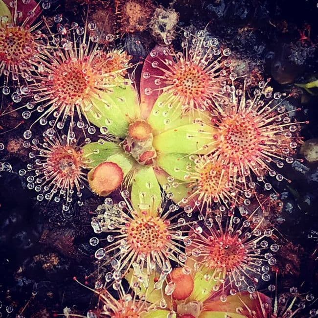 Drosera pulchella sundew