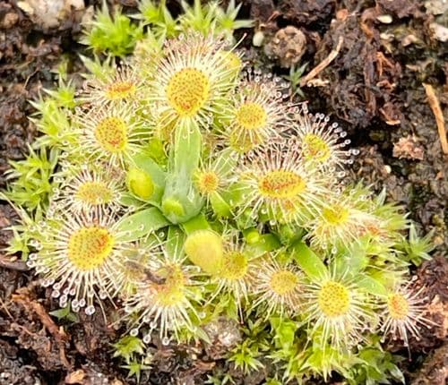 Drosera Sundews | Hampshire Carnivorous Plants
