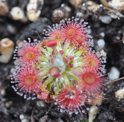 Drosera 'Pearl' pygmy sundew