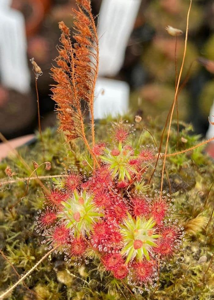 Drosera roseana sundew