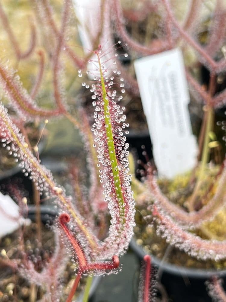 Drosera binata olive green stem form sundew