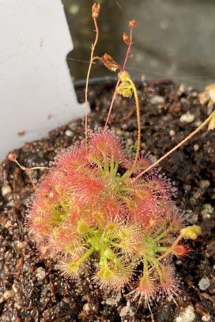 DS047 Drosera patens