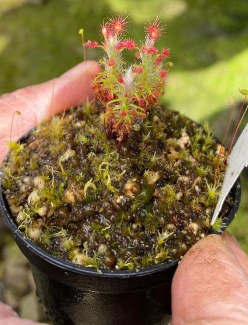 DS055 Drosera gibsonii