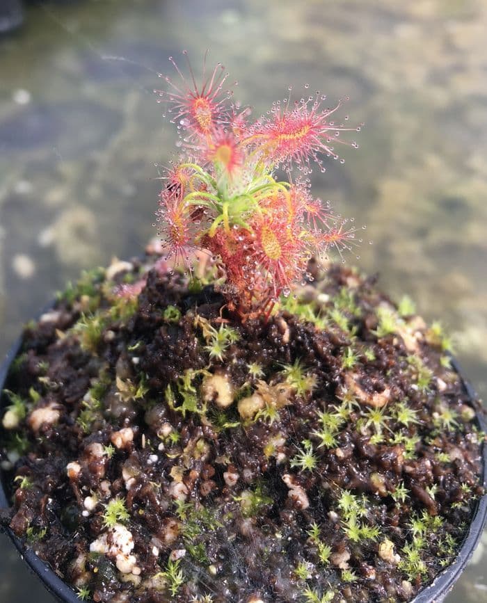 DS055 Drosera gibsonii