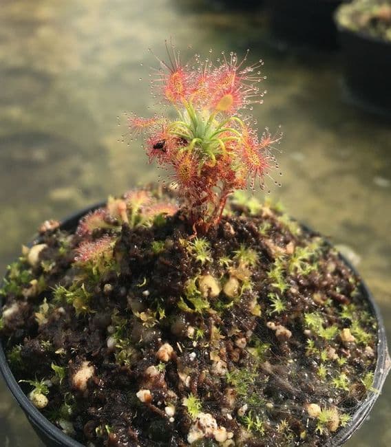 DS055 Drosera gibsonii