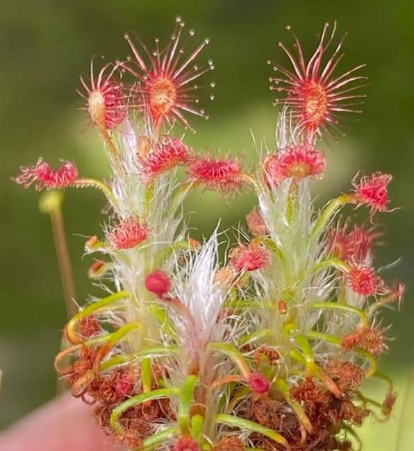 DS055 Drosera gibsonii