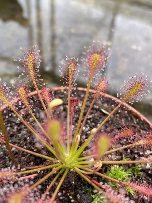 DS070 Drosera intermedia