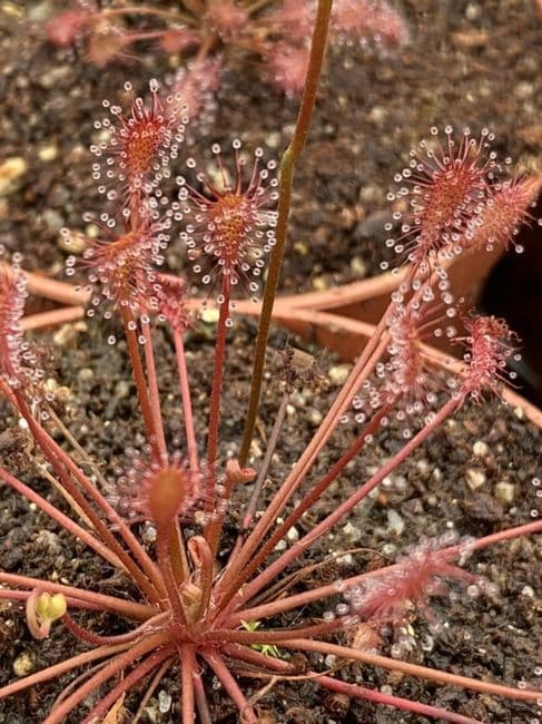 DS070 Drosera intermedia