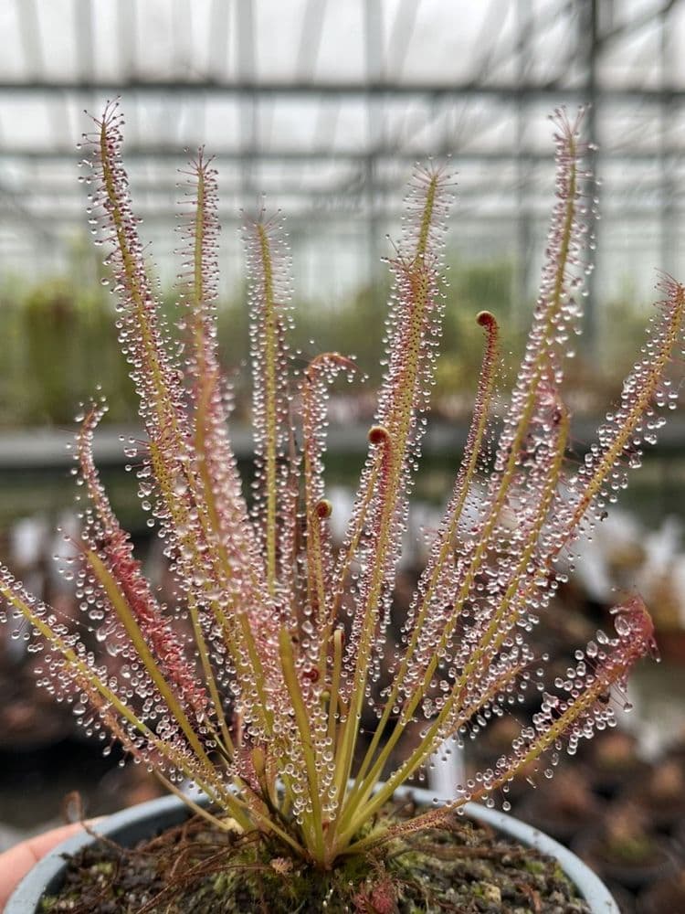 DS071 Drosera filiformis x rotundifolia