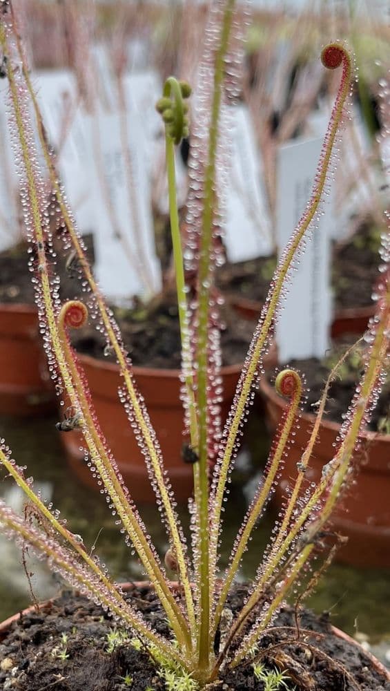 DS076 Drosera filiformiss ssp filiformis Red form