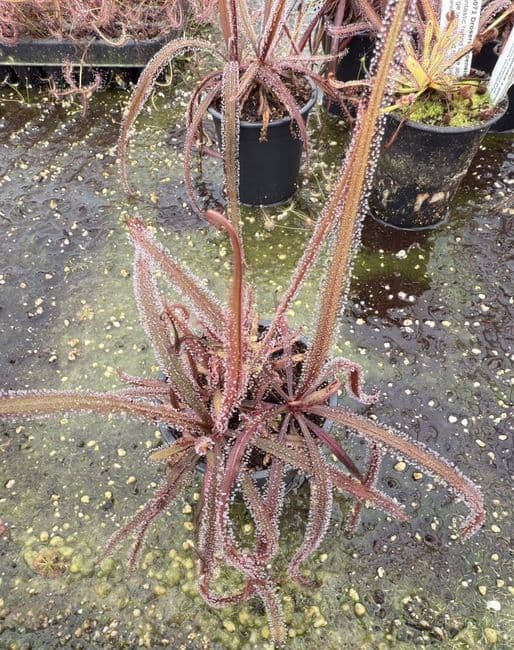Drosera adelae sundew