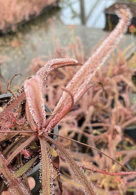 Drosera adelae sundew