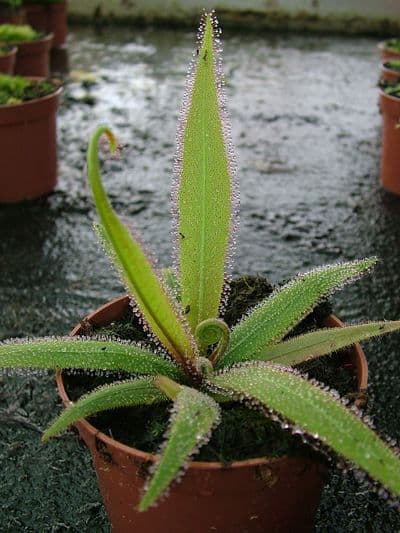 Drosera adelae sundew