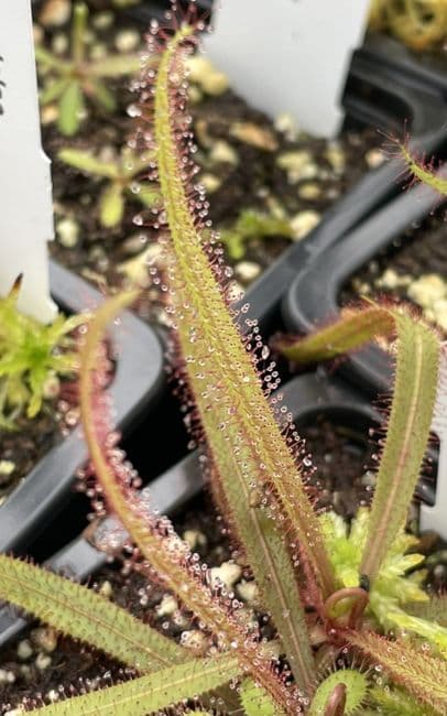 Drosera adelae sundew