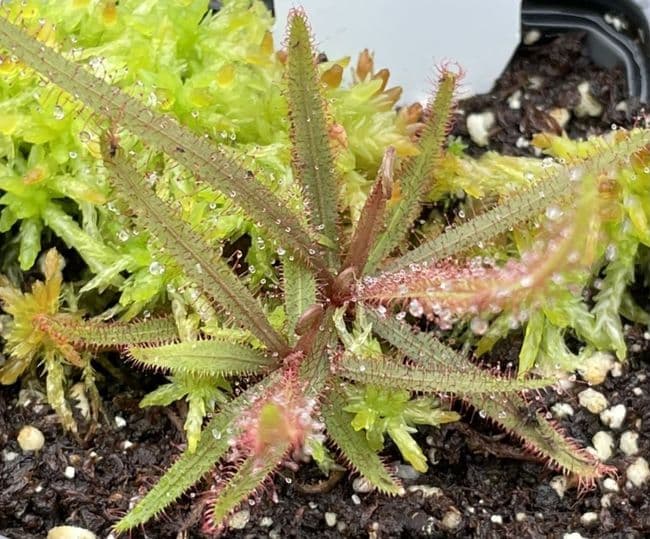Drosera adelae sundew