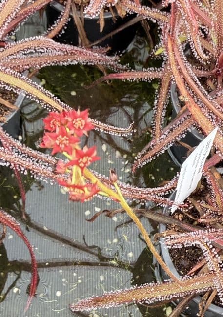 Drosera adelae sundew