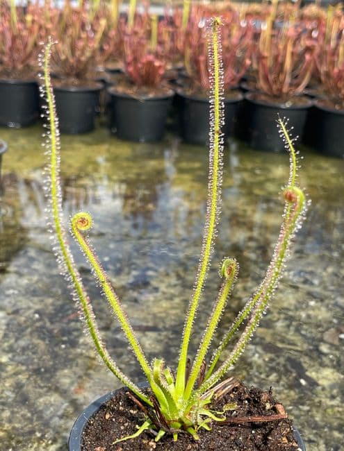 DS079 Drosera filiformis var filiformis Florida Giant