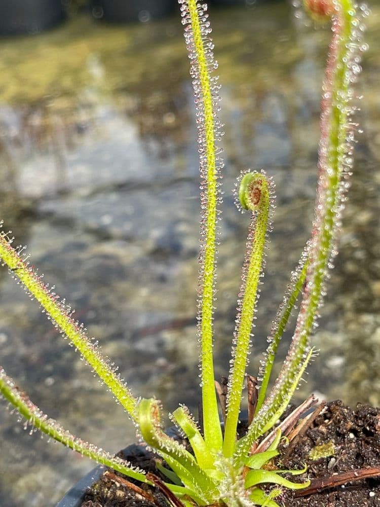 DS079 Drosera filiformis var filiformis Florida Giant
