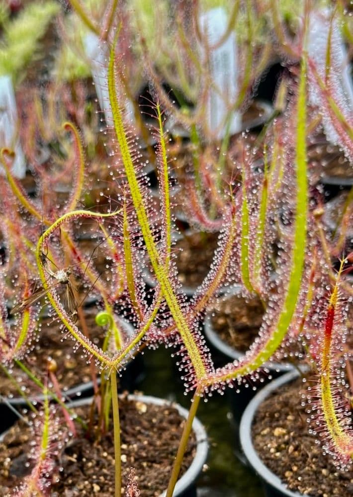 DS080 Drosera binata var dichotoma