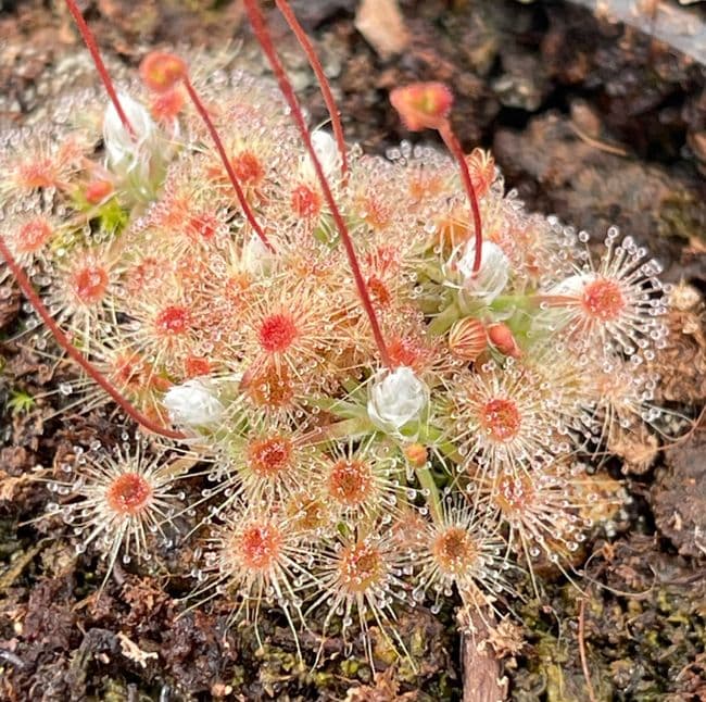 DS089 Drosera helodes bulls brook form