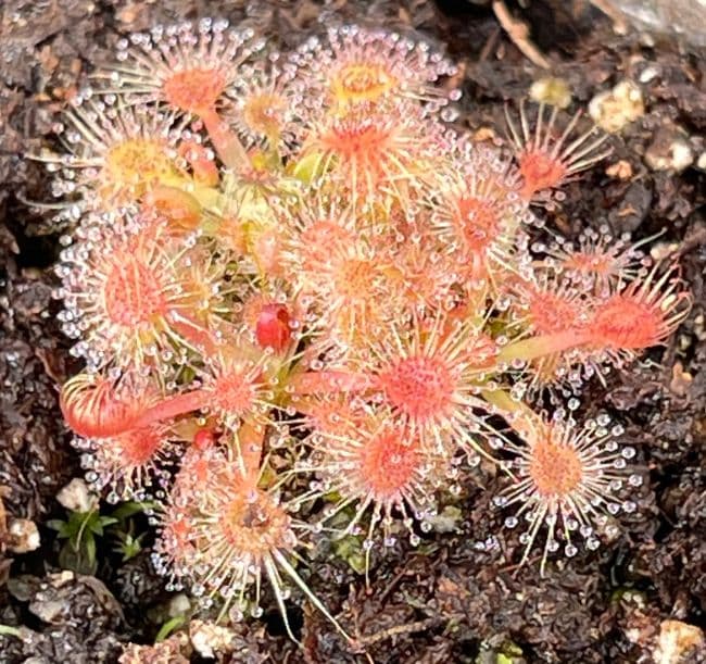 DS090 Drosera x D occidentalis x D pulchella