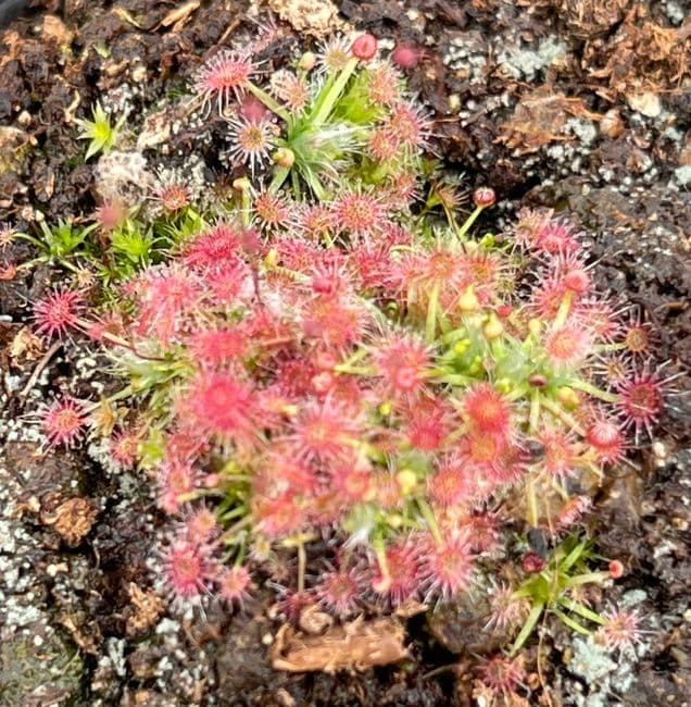 DS093 Drosera pygmaea Tasmania