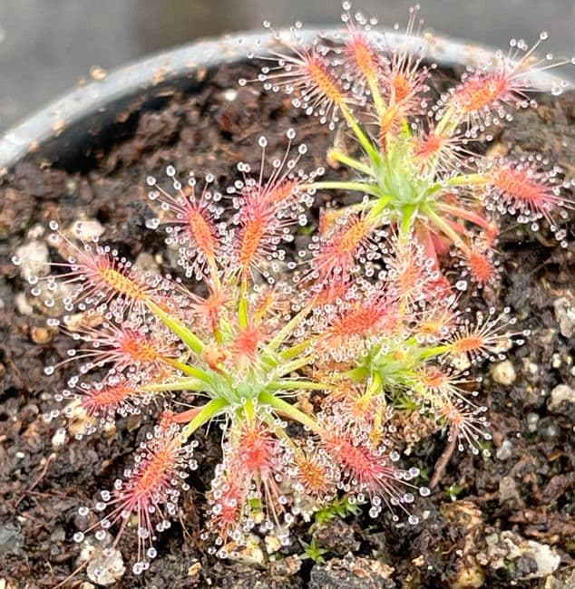 DS094 Drosera barbigera