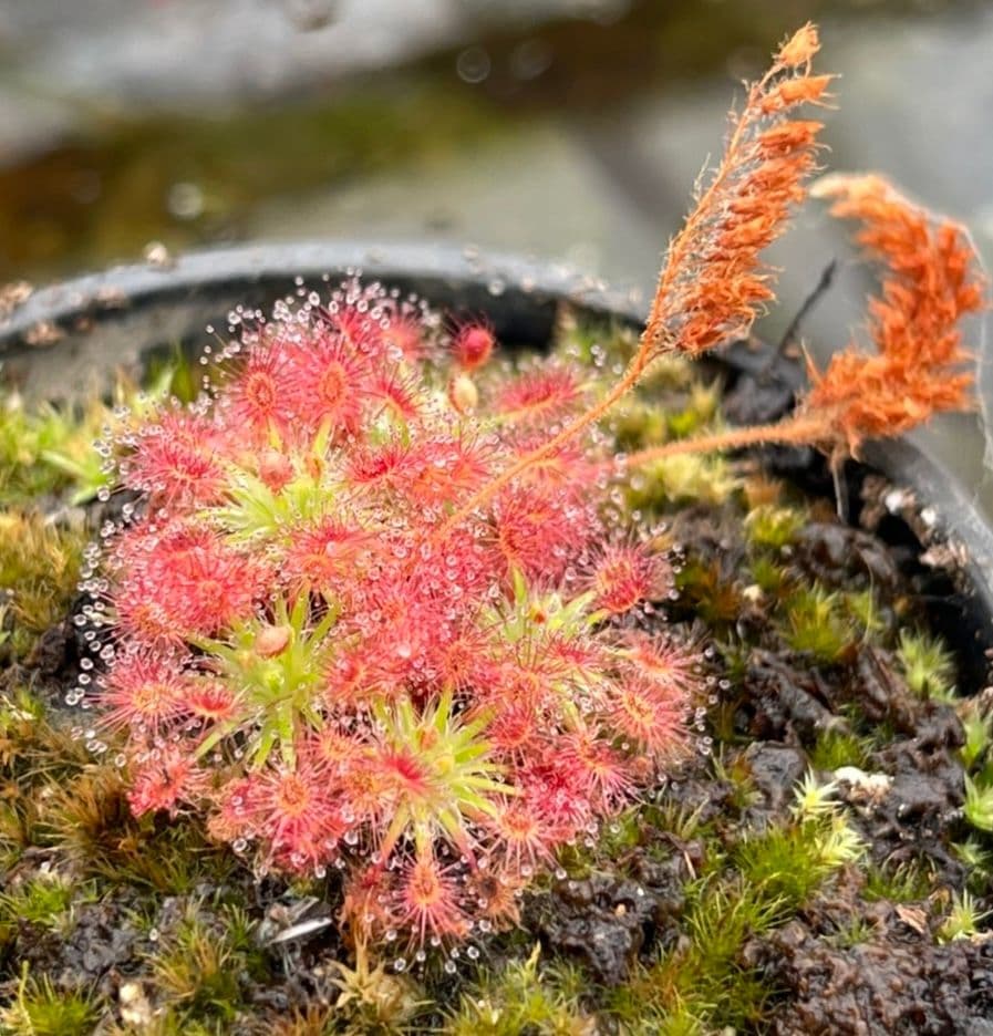 DS095 Drosera androsacea