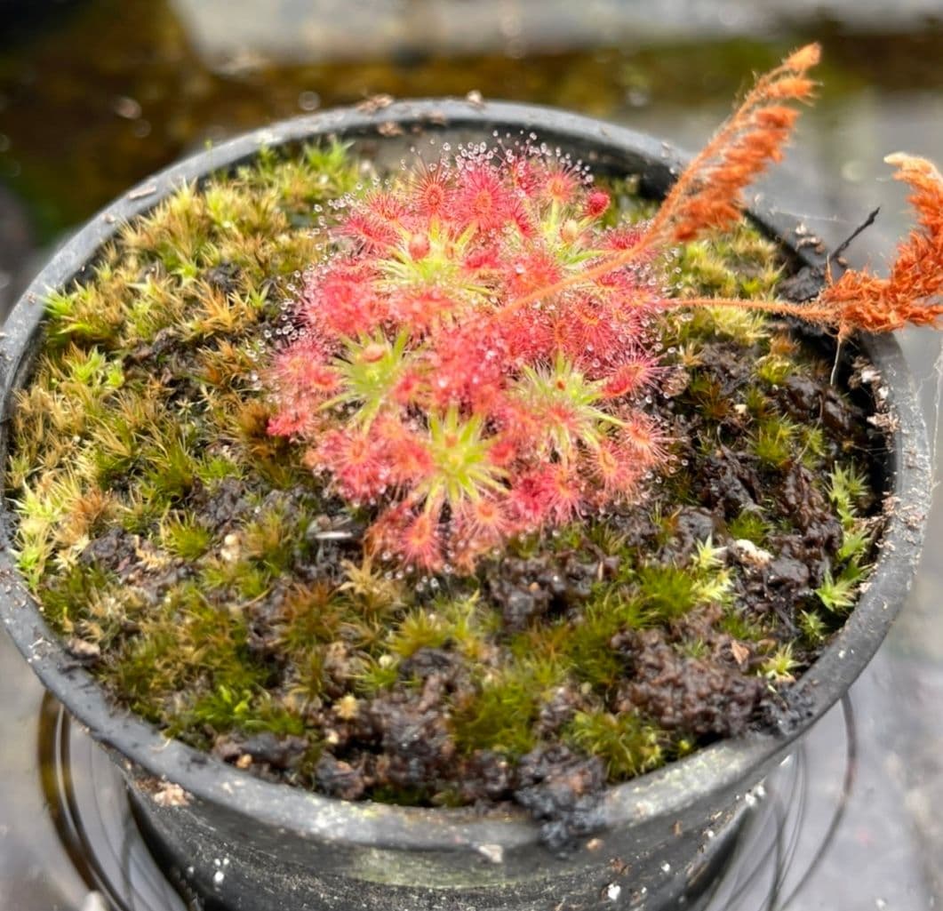 DS095 Drosera androsacea