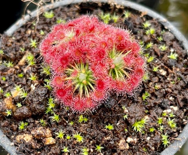 DS100 Drosera x D nitidula x occidentalis