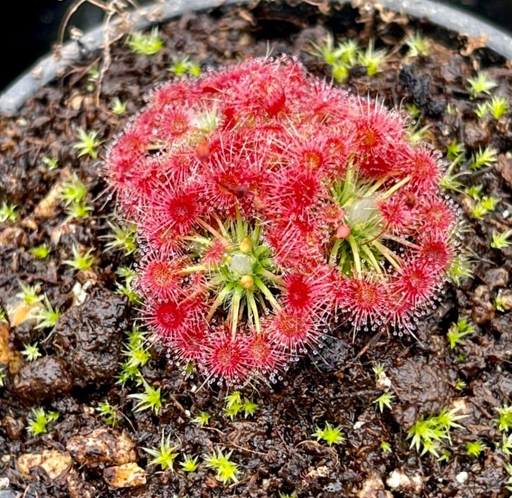 DS100 Drosera x D nitidula x occidentalis