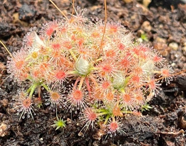 DS101 Drosera x D helodes x D pulchella