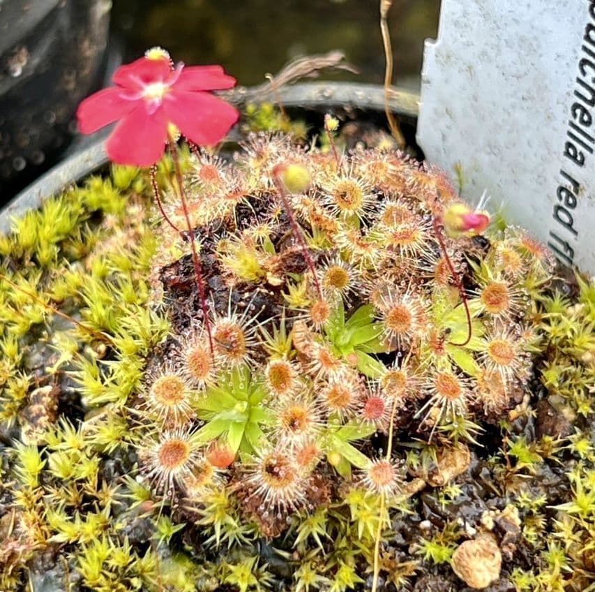 DS106 Drosera pulchella red flower