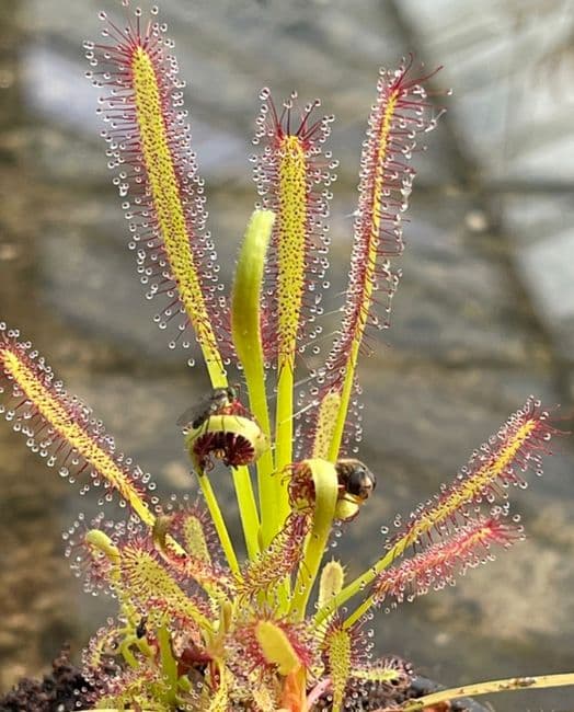 DS115 Drosera capensis giant