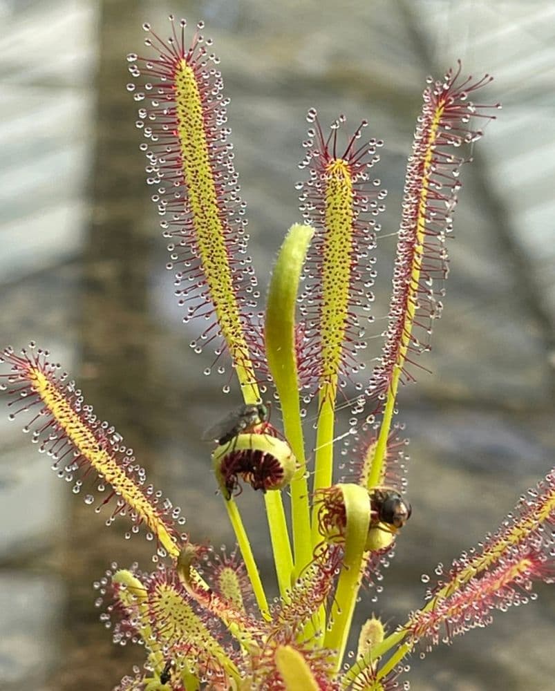 DS115 Drosera capensis giant